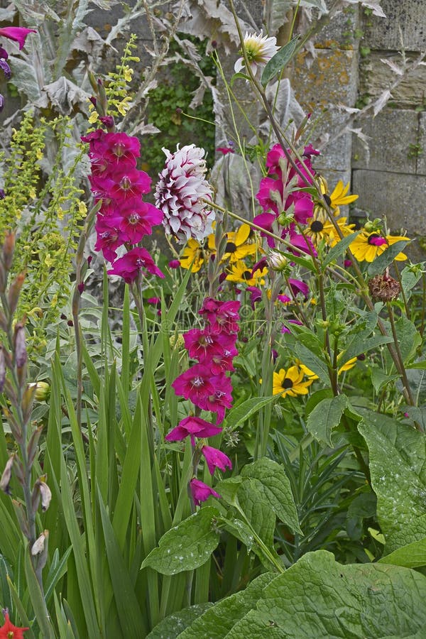Colourful Mixed Planting in Flower Border Stock Image - Image of ...