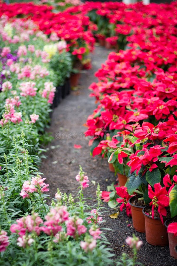 Colourful Flowers Path in the Garden Stock Image - Image of summer ...