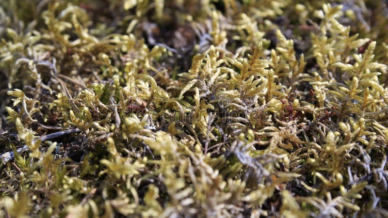 Colourful moss stock photo. Image of tree, closeup, moss - 92350146