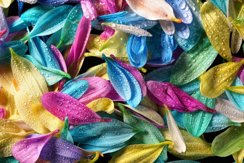 Colourful Multi Coloured Flower Petals with Water Droplets Glinting on ...
