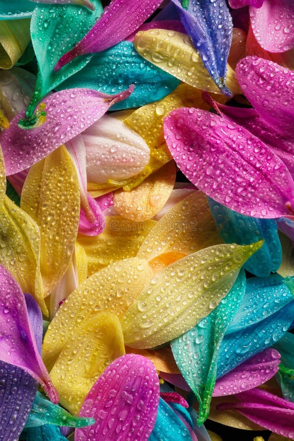 Colourful Multi Coloured Flower Petals with Water Droplets Glinting on ...