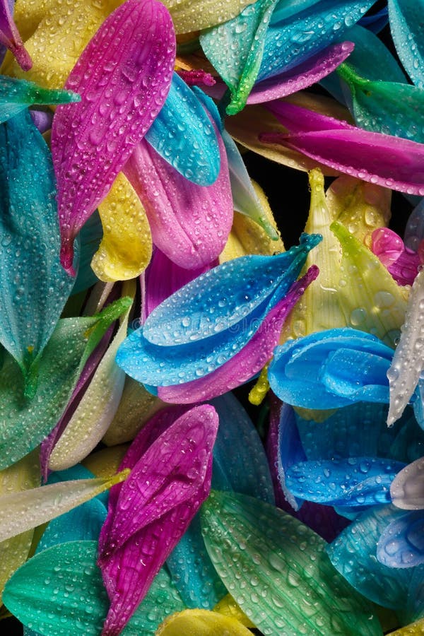 Colourful Multi Coloured Flower Petals with Water Droplets Glinting on ...