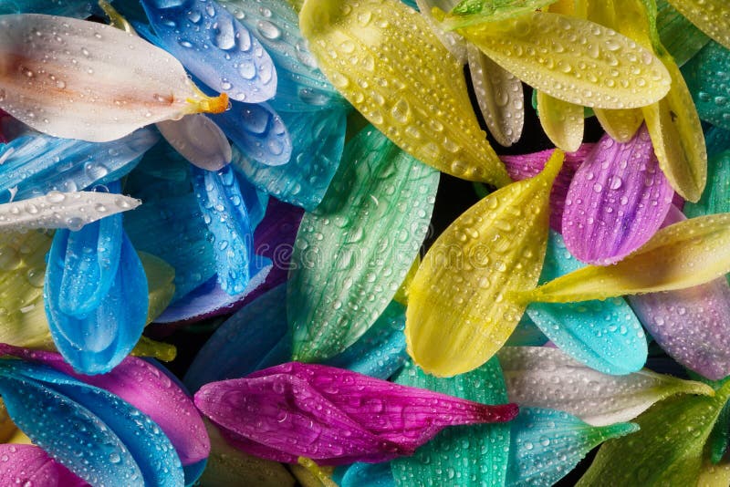 Colourful Multi Coloured Flower Petals with Water Droplets Glinting on ...