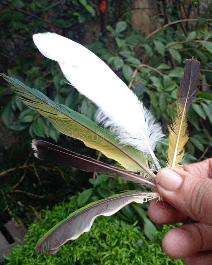 Colourful Natural Features. Stock Photo - Image of branch, natural ...