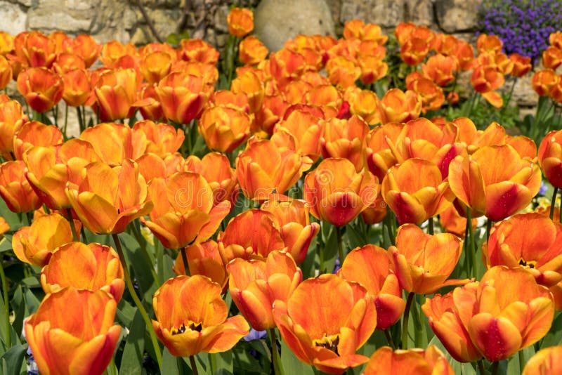 Colourful Orange Tulips in Spring Stock Image - Image of floral, tulips ...