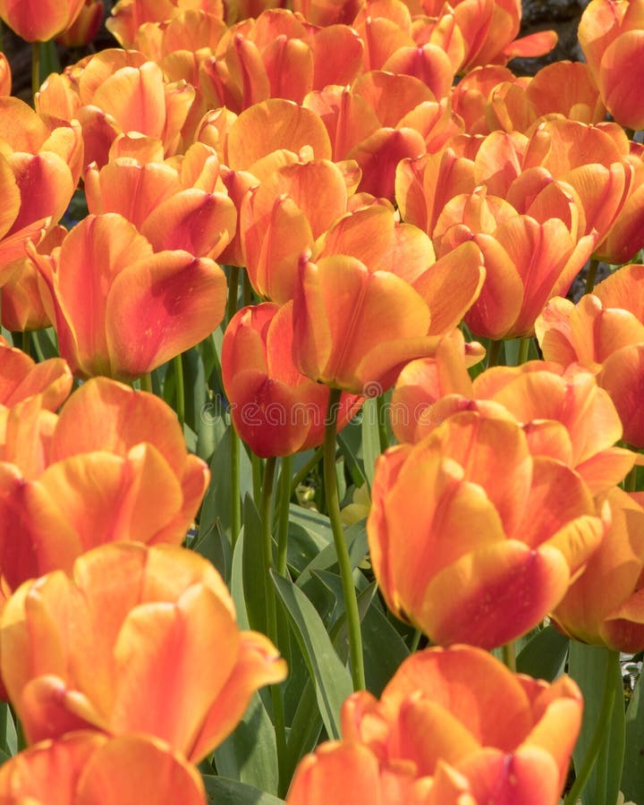 Colourful Orange Tulips in Spring Stock Image - Image of tulips, nature ...