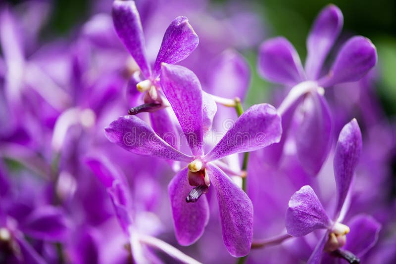 Colourful Orchid Flowers on Bright Stock Photo - Image of blooming ...