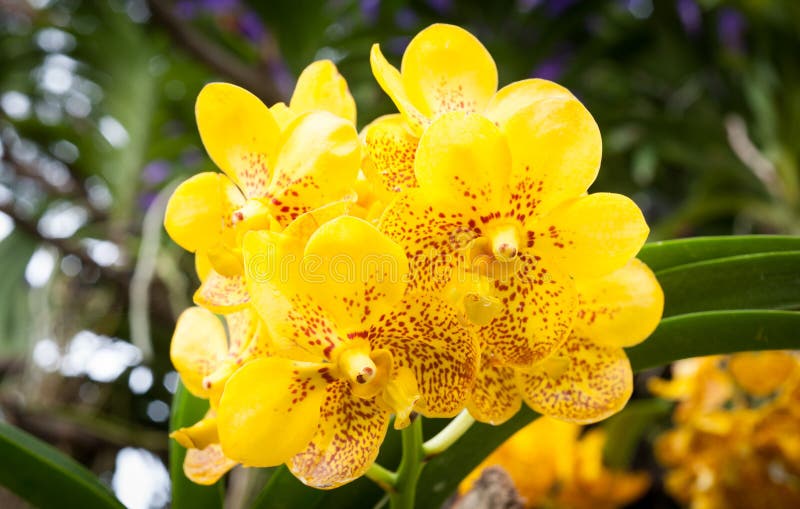 Colourful Orchids is Beautiful. Stock Photo - Image of garden, bouquet ...