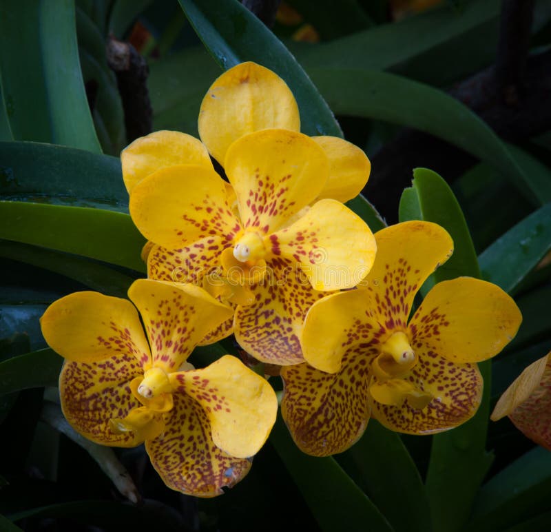 Colourful Orchids is Beautiful. Stock Image - Image of natural, colour ...