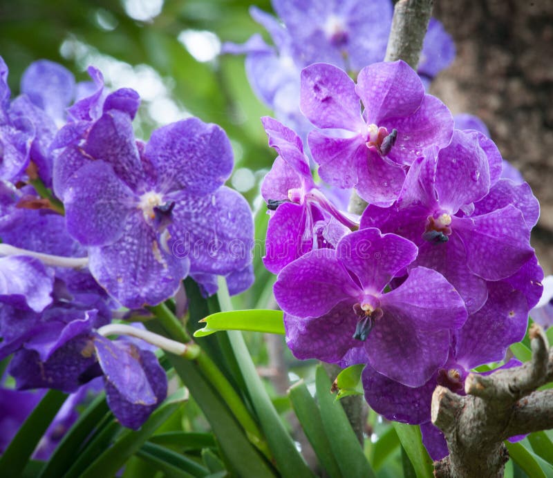 Colourful Orchids is Beautiful. Stock Photo - Image of foliage, life ...