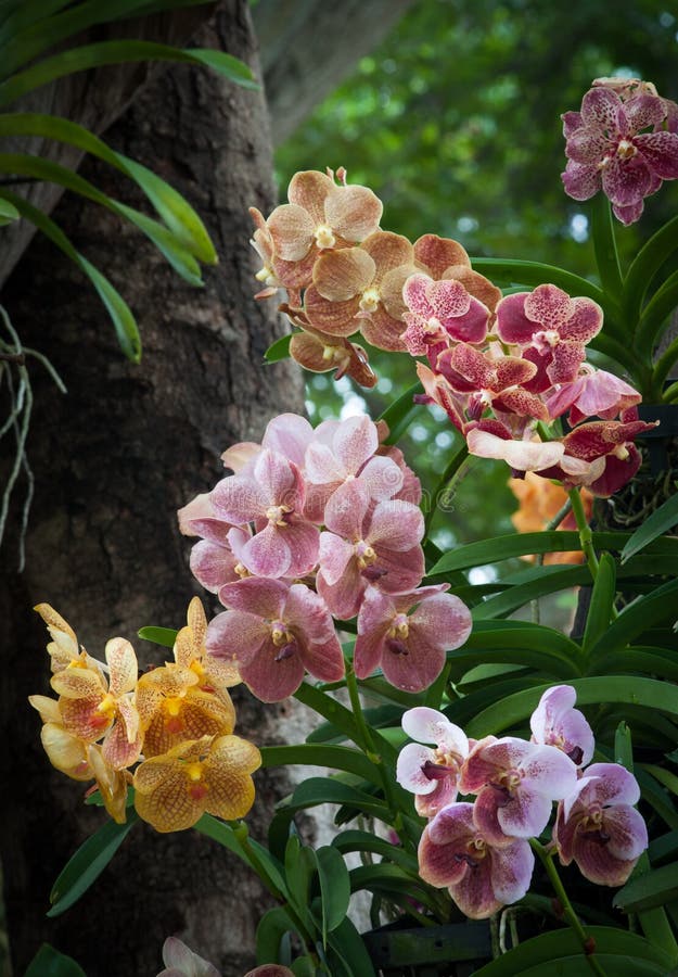 Colourful Orchids is Beautiful. Stock Photo - Image of floral, flower ...