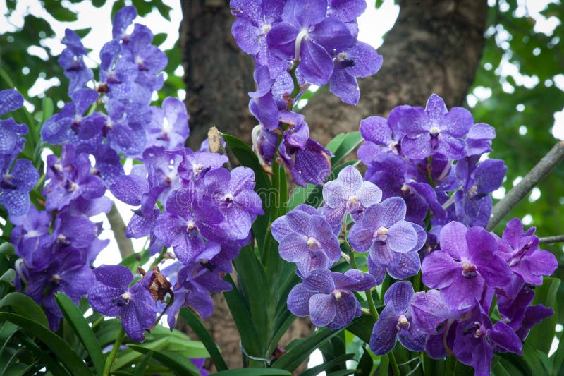 Colourful Orchids is Beautiful. Stock Photo - Image of decorative ...