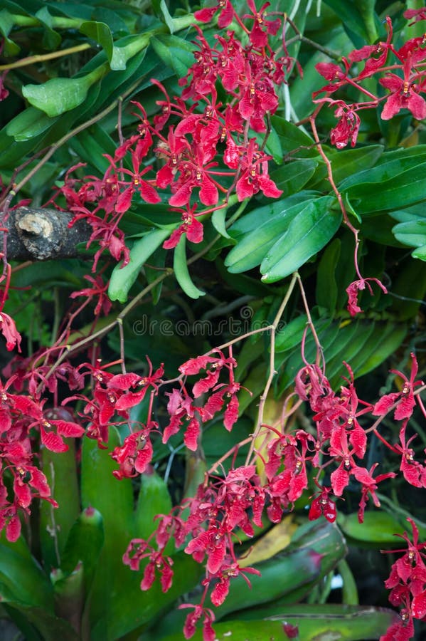 Colourful Orchids is Beautiful. Stock Image - Image of isolate, beauty ...