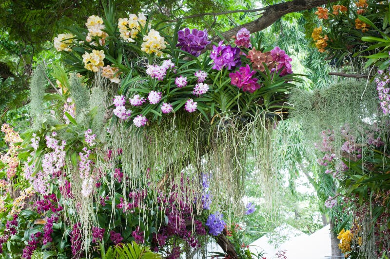 Colourful Orchids is Beautiful. Stock Image - Image of garden, bouquet ...