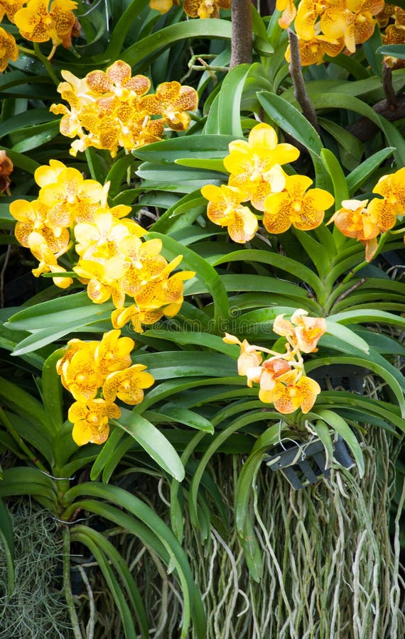 Colourful Orchids is Beautiful. Stock Image - Image of impression ...