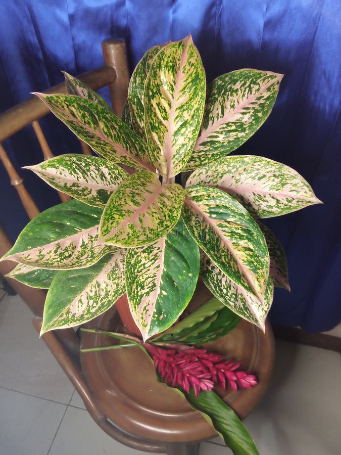 Colourful Ornamental Live Plants for Indoor Stock Photo - Image of ...