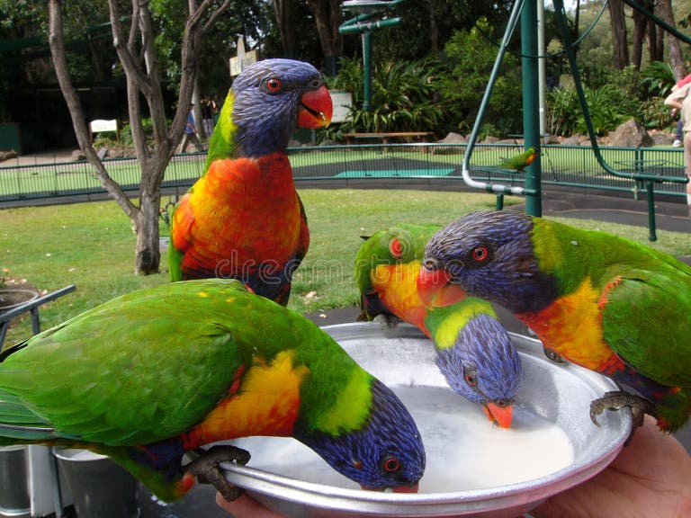 Colourful parrot stock image. Image of prey, detail, color - 6154177