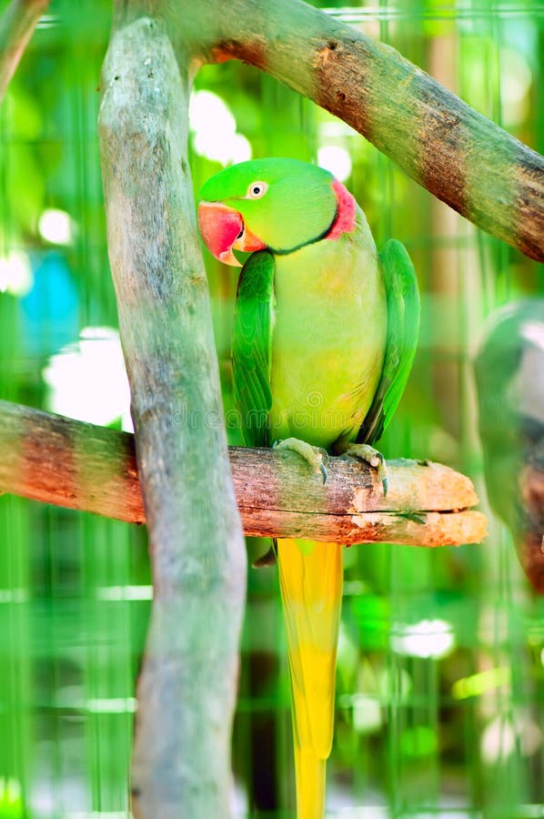 Colourful Parrot Bird On The Perch Stock Photo - Image of natural ...