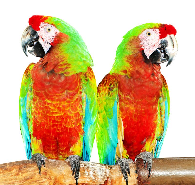 Colourful Parrot Bird on the Perch Stock Image - Image of macaw, fauna ...