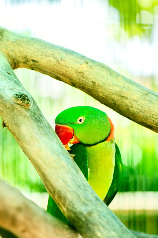 Colourful Parrot Bird on the Perch Stock Image - Image of colour ...