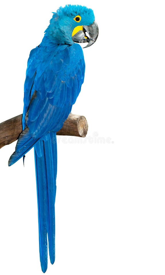 Colourful Parrot Bird on the Perch Stock Image - Image of colour ...