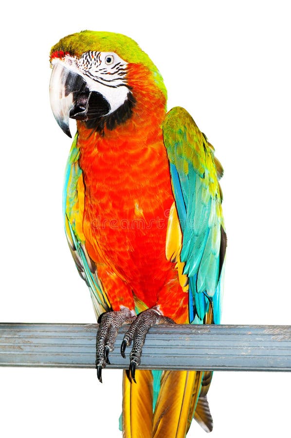 Colourful Parrot Bird on the Perch Stock Photo - Image of blue, nature ...