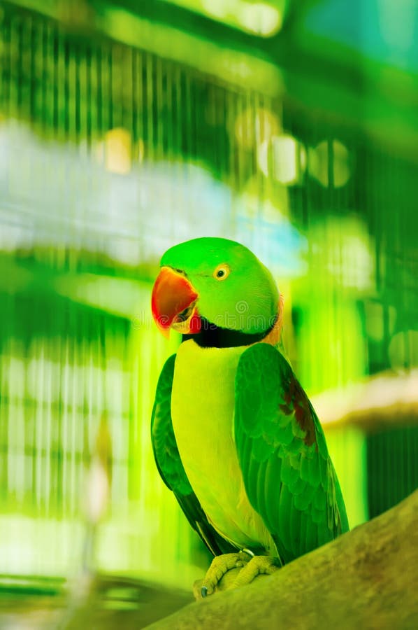 Colourful Parrot Bird Sitting Stock Photo - Image of maccaw, exotic ...