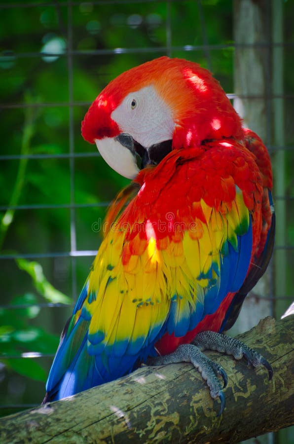 Colourful parrot bird stock photo. Image of wild, color - 69595846