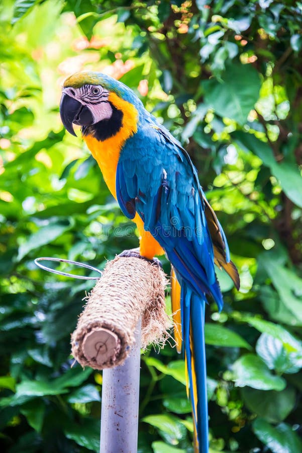 Colourful Parrot Bird Sitting Stock Photo - Image of macaw, animal ...