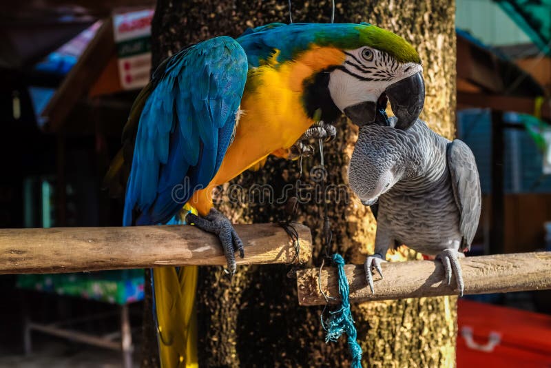 Colourful Parrot Bird Sitting on the Perch Stock Photo - Image of ...