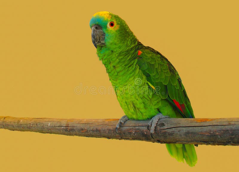 Colourful parrot stock photo. Image of parrots, front - 41373698