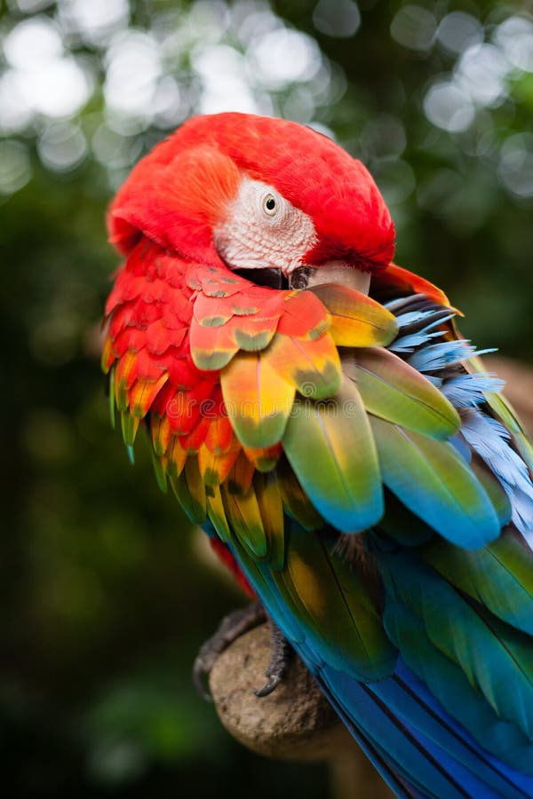 Big Colorful Parrot stock image. Image of claw, feathers - 14268639