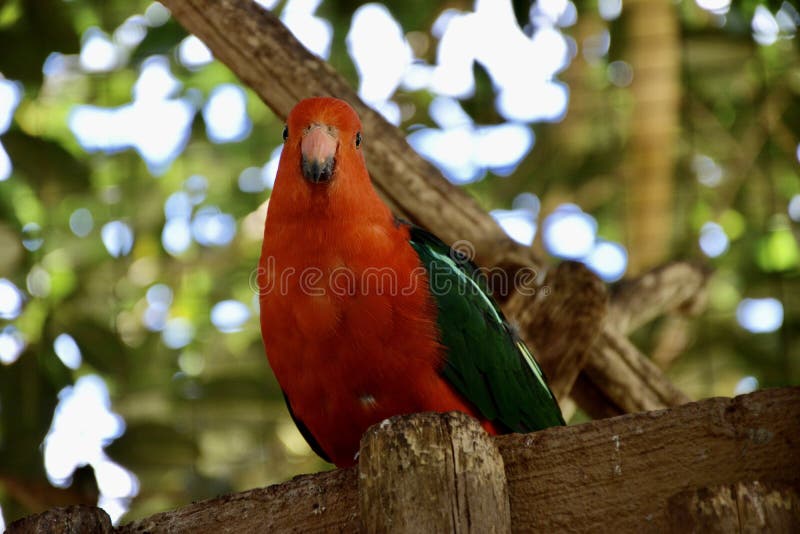 Colourful Parrot at One of the Spanish Zoos Stock Photo - Image of view ...