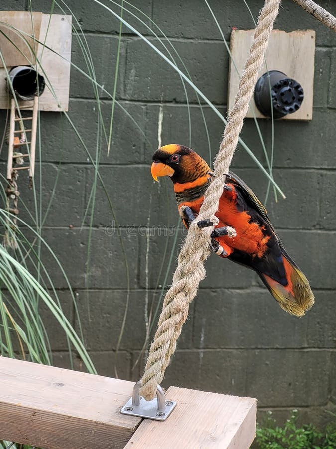 Parrot Planking stock image. Image of macaw, animal - 251731971