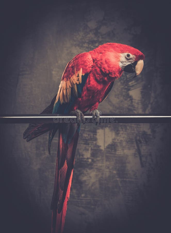 Colourful Parrot Bird on the Perch Stock Image - Image of colour ...