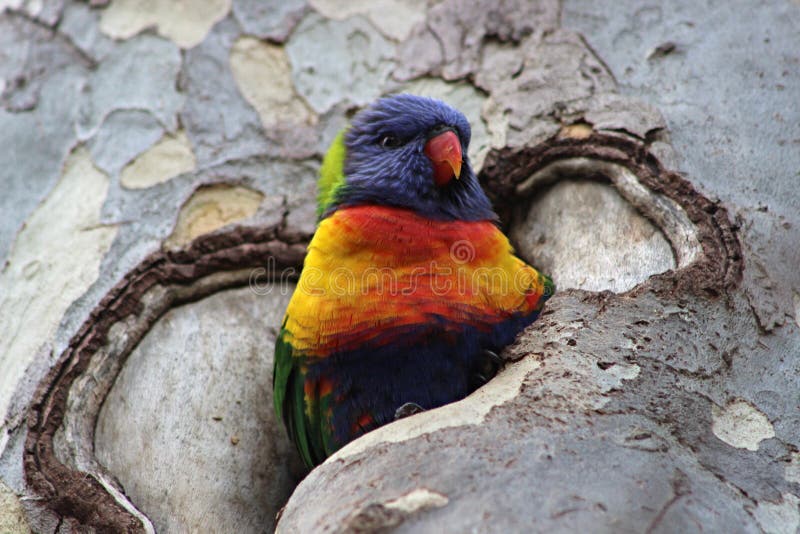 Colourful Parrot in the Tree Stock Image - Image of orange, tree: 46472911