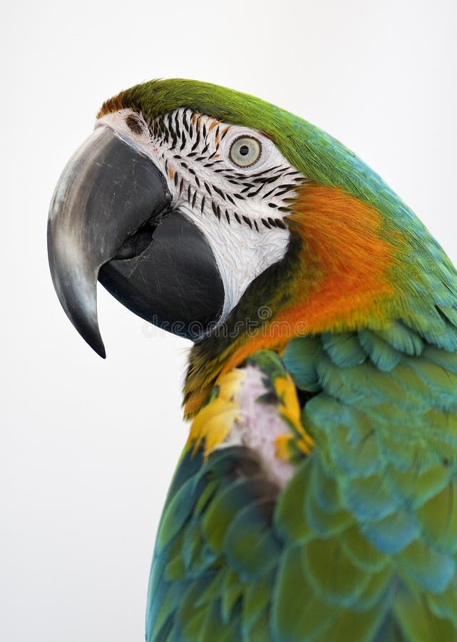 Colourful Parrot with White Background Stock Photo - Image of macaw ...