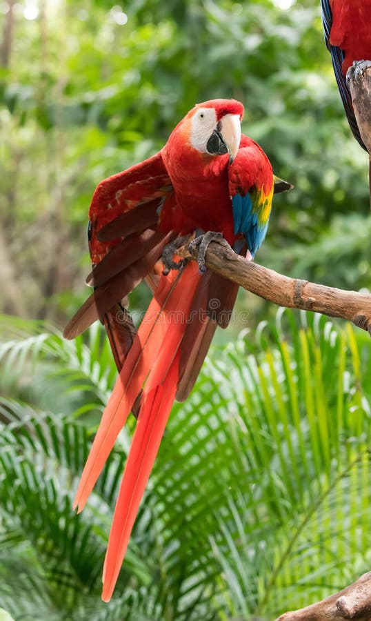 Colourful Parrots Bird Sitting Stock Image - Image of beautiful ...