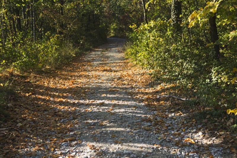 A Colourful Path in the Woods at Autumn Stock Photo - Image of path ...