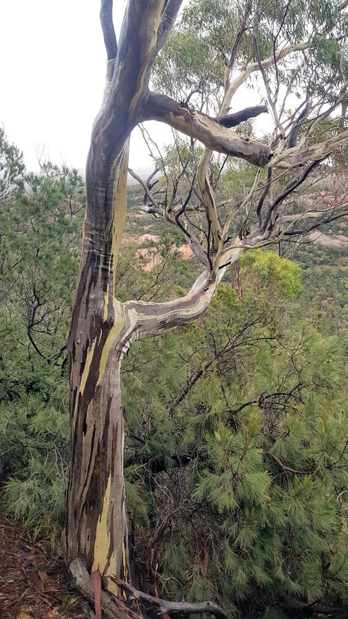 Colourful Eucalyptus Leaf in the Australian Bush Back Lit by the Sun ...