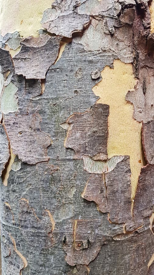 Colourful Patterns on the Bark of a Plane Tree Stock Image - Image of ...