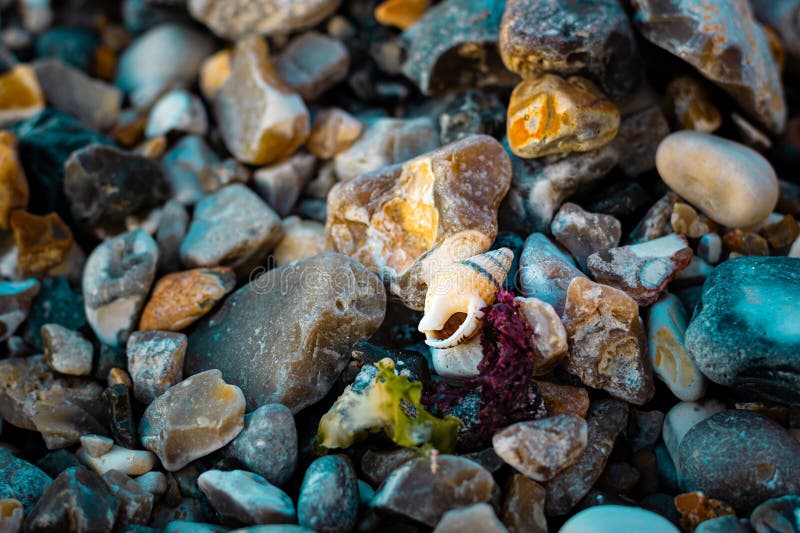 Colourful Pebbles and a Tiny Shell on the Beach of Etretat Stock Image ...