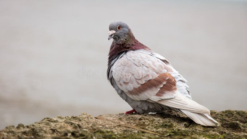 Pigeon On The Rest In The Business District Of Tokyo, Japan. Population ...