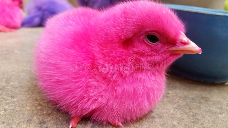 Colour Baby Chicken Images