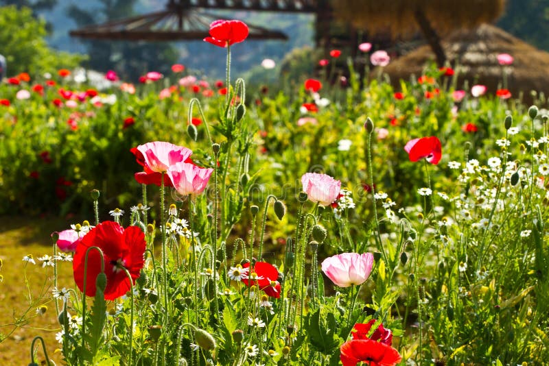 Colourful Poppy in the Garden Stock Image - Image of blooming, grow ...