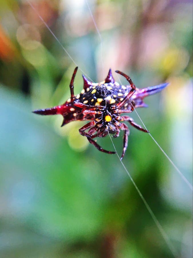 Colourful predator stock image. Image of macroshot, spiderweb - 76758195