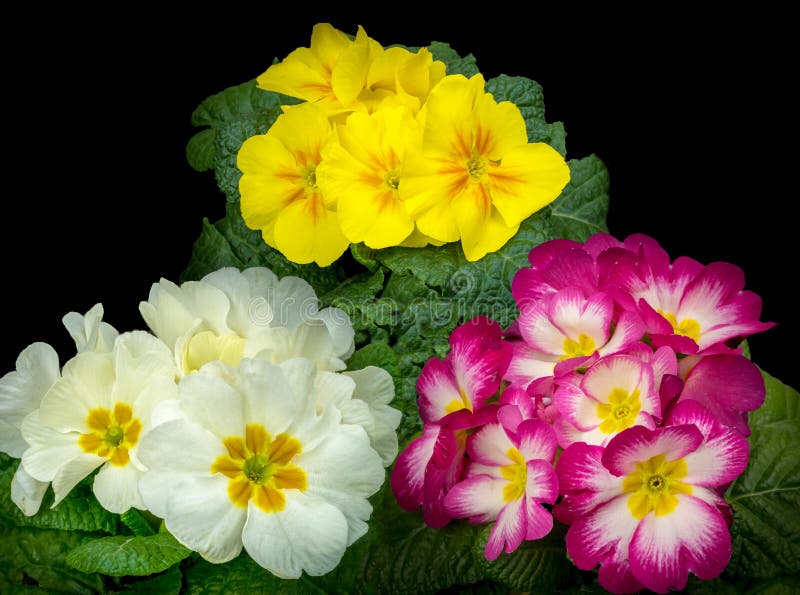 Colourful Primula Primrose stock image. Image of nature - 153574585