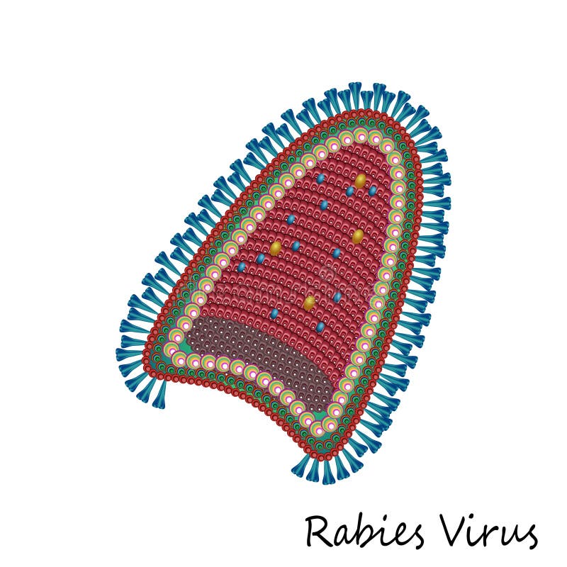 Colourful Rabies Stock Illustrations – 1 Colourful Rabies Stock ...