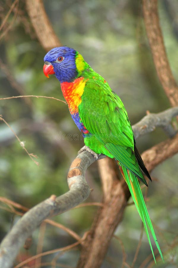 Australian Rainbow Lorikeets Gathered on Tree Stock Photo - Image of ...