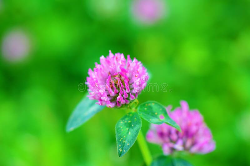 Colourful Red Clover Trifolium Pratense. Stock Photo - Image of ...